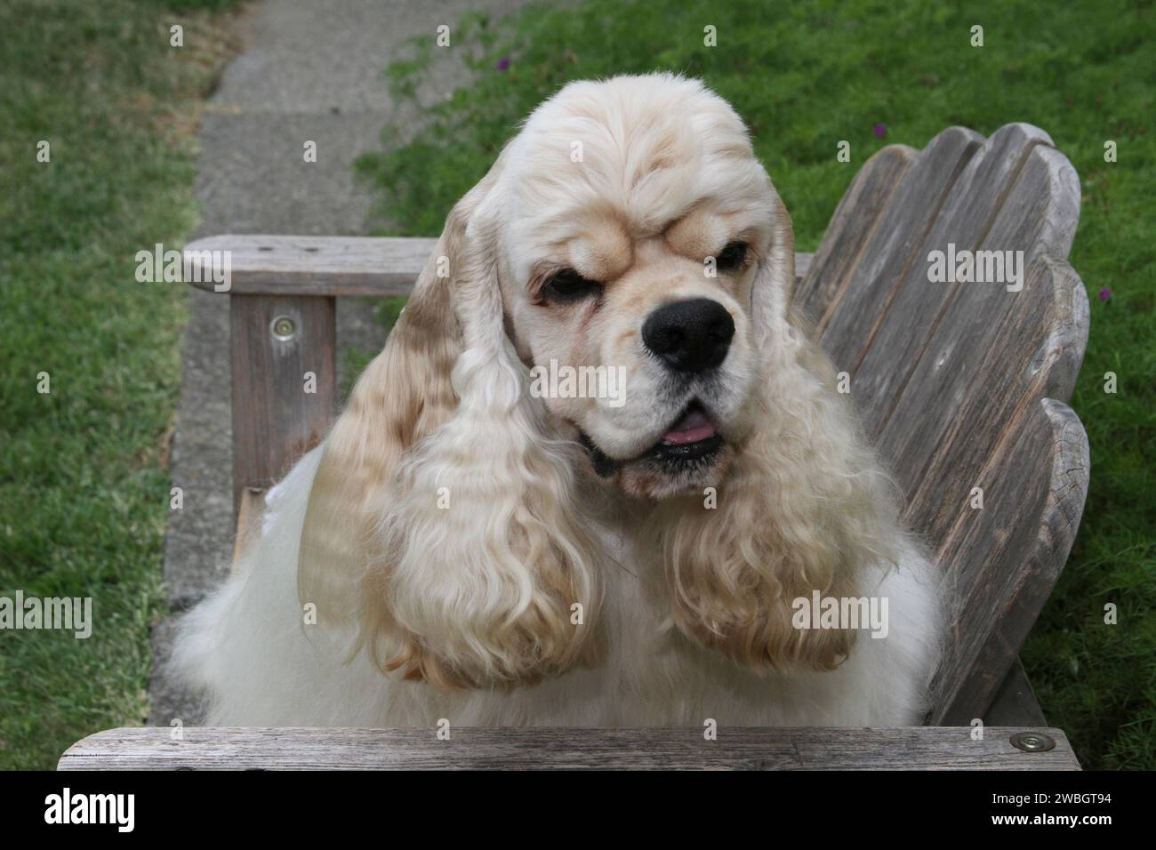 Cocker Spaniel portrait sitting on bench with greenery in background ...