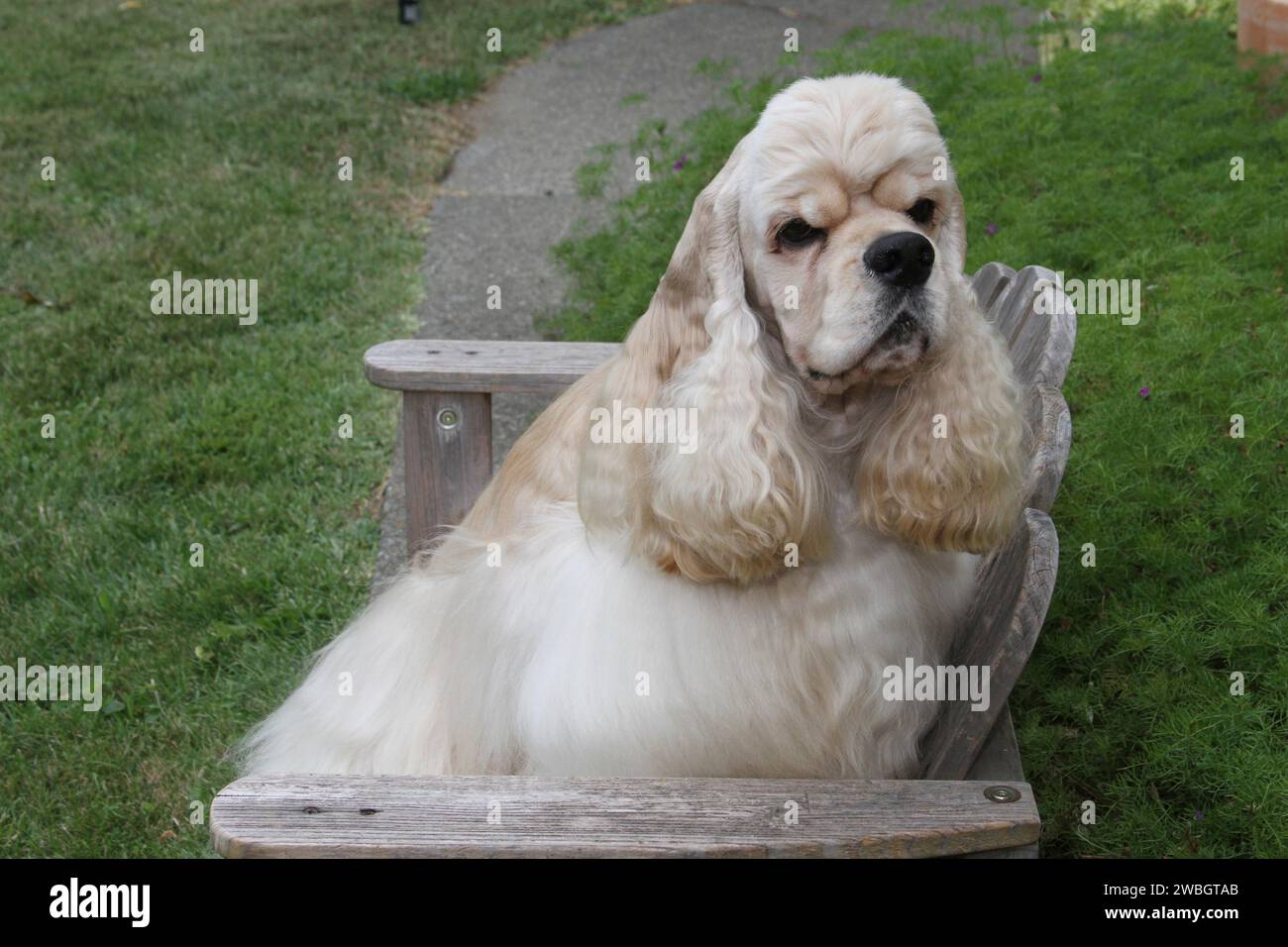 Cocker Spaniel sitting on bench with greenery in background Stock Photo ...