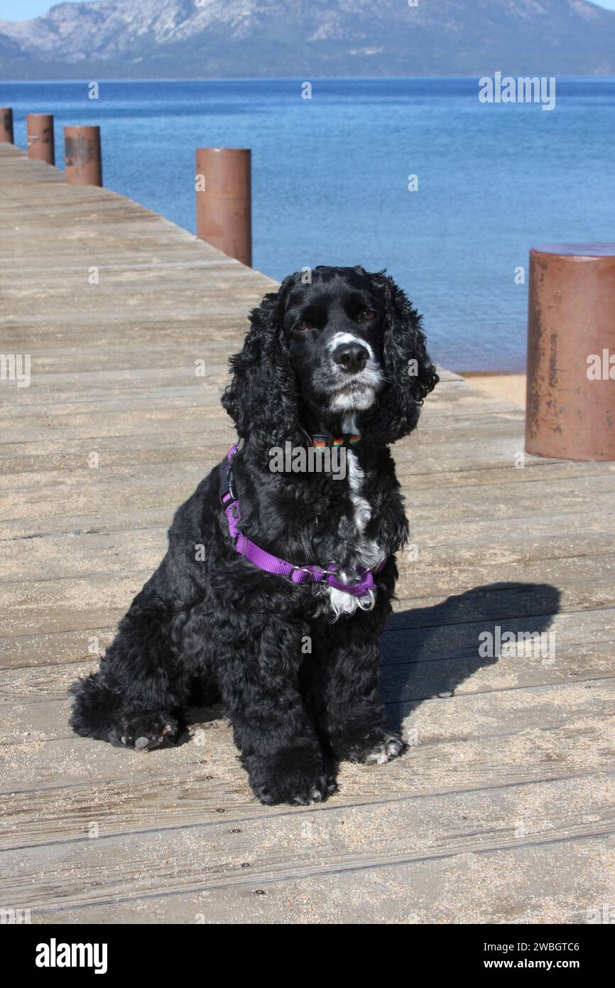 Cocker Spaniel sitting on dock with Lake Tahoe in background Stock ...