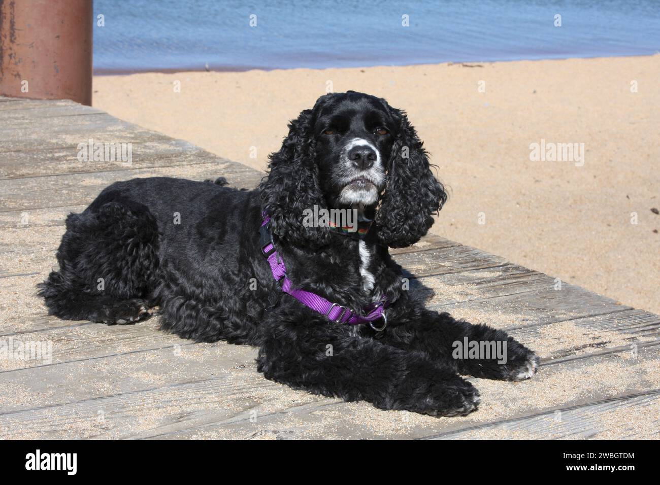 Cocker Spaniel lying on dock beach and Lake Tahoe in background Stock ...