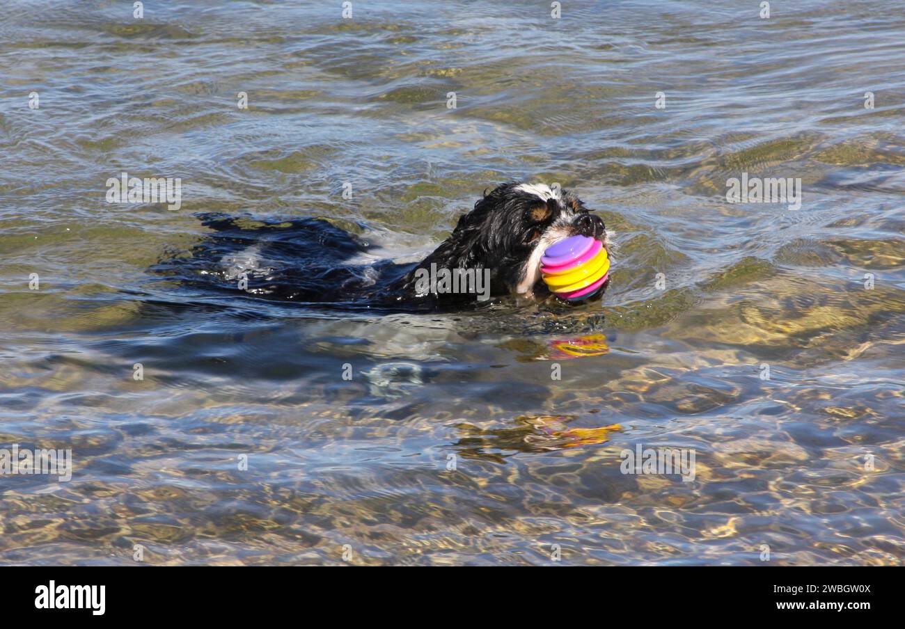 Cocker Spaniel swimming in lake with ball in mouth Stock Photo - Alamy