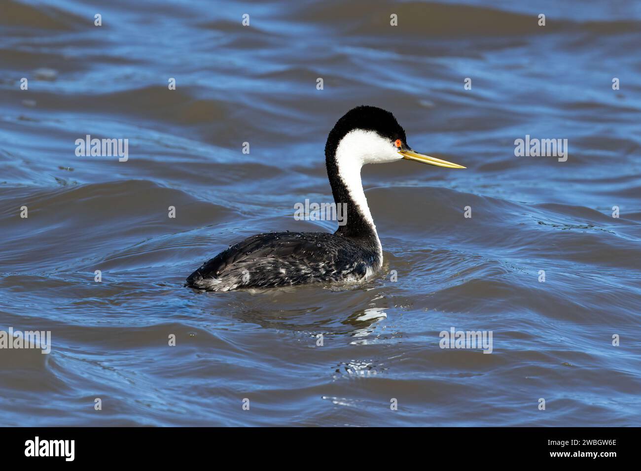 Western Grebe (Aechmophorus occidentalis) swimming offshore, just north ...