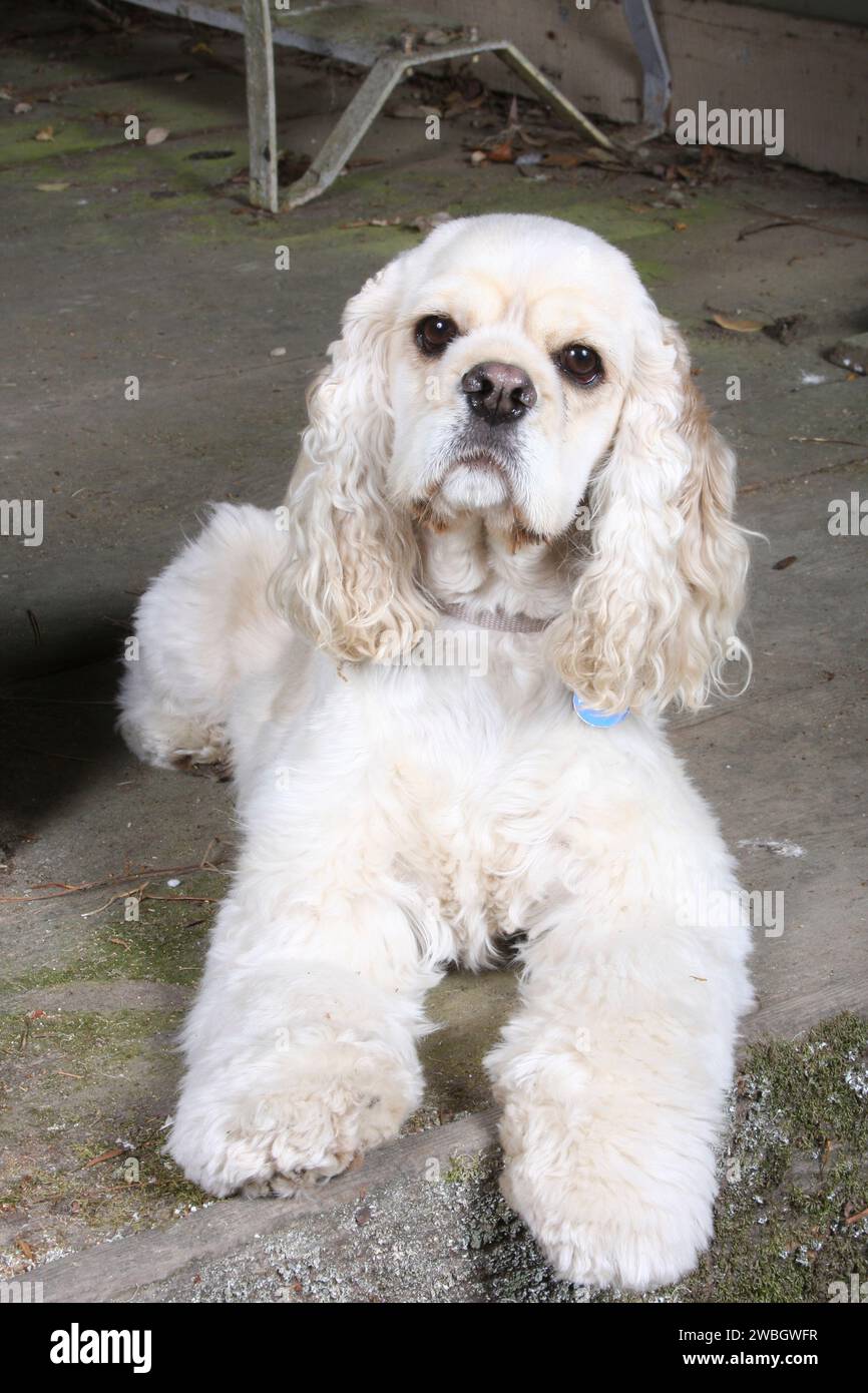 Cocker Spaniel laying on old wood proch Stock Photo - Alamy