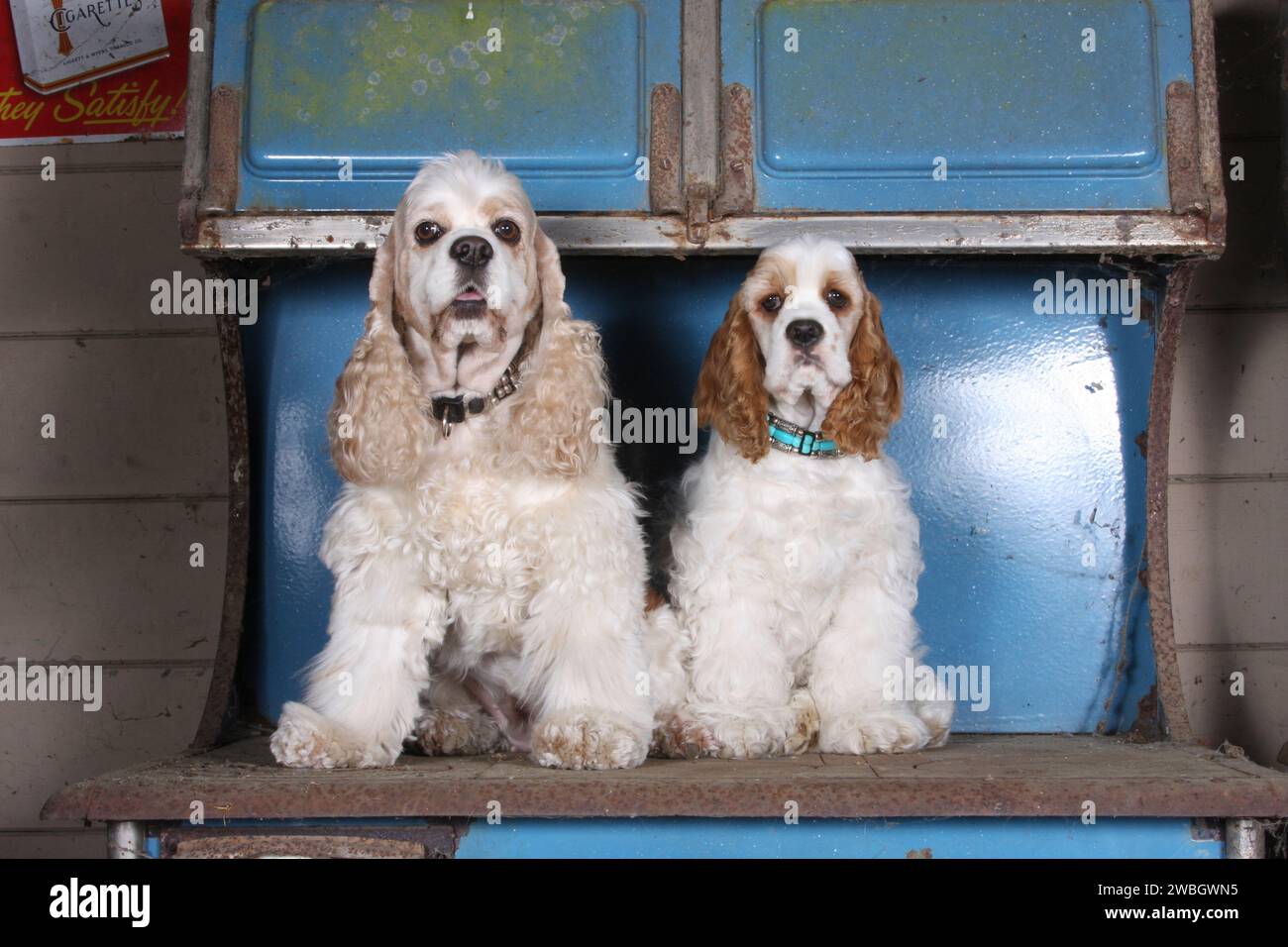 2 cocker spaniels hi-res stock photography and images - Alamy