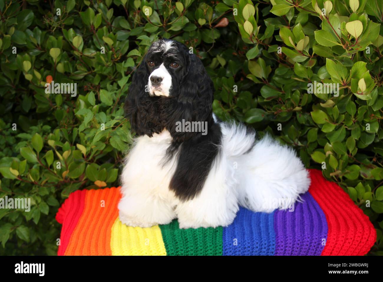 Cocker Spaniel sitting on a colorful blanket against green foliage ...