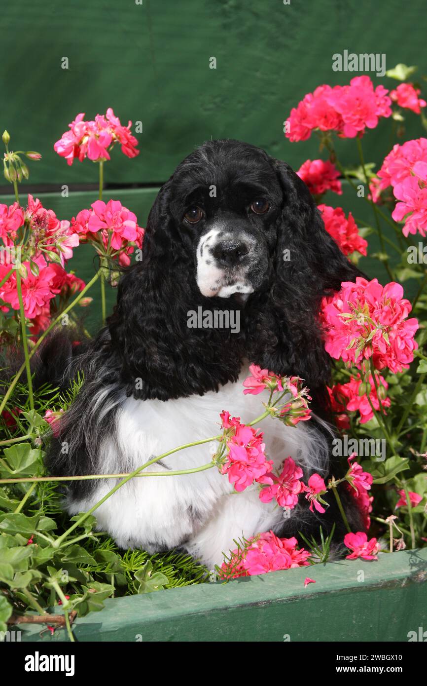Cocker Spaniel sitting in a flower planter box surround by pink ...