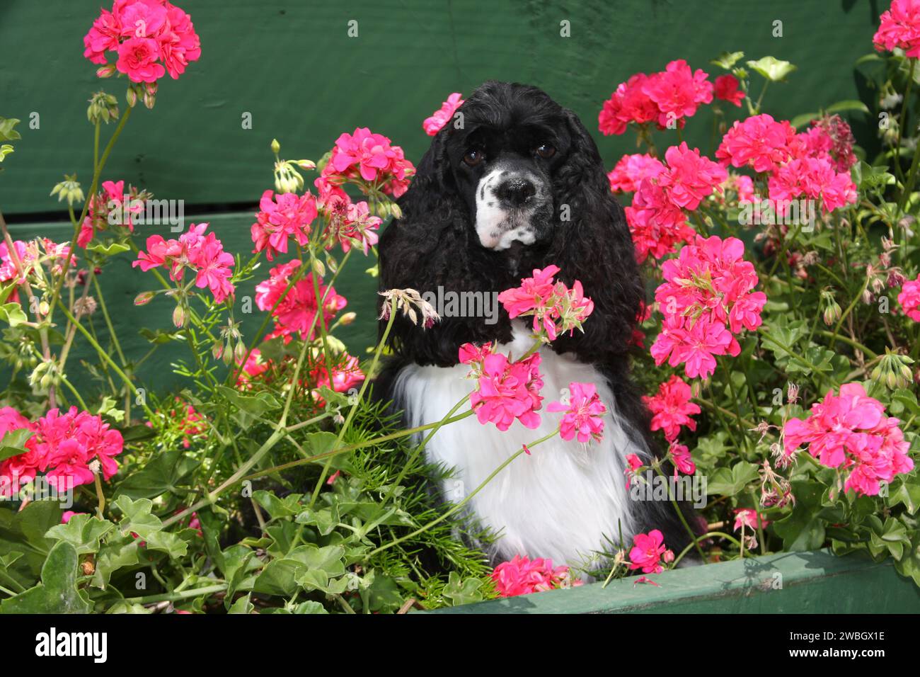 Cocker Spaniel sitting in a flower planter box surround by pink ...