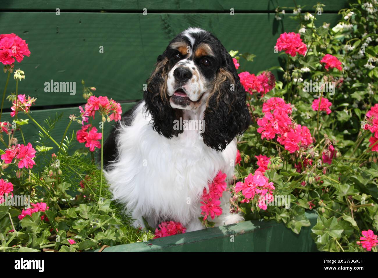 Cocker Spaniel sitting in a flower planter box surround by pink ...