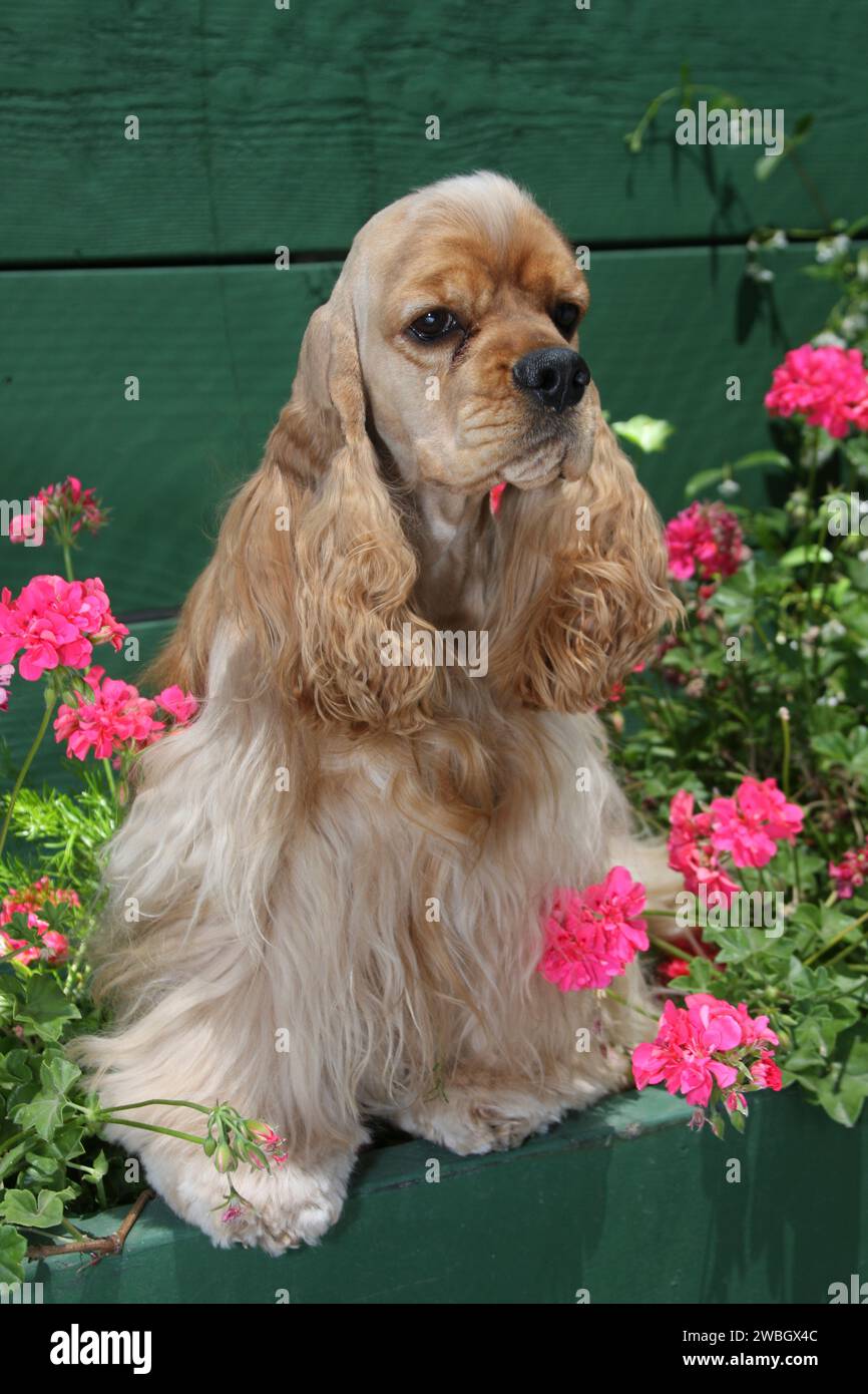 Cocker Spaniel sitting in a flower planter box Stock Photo - Alamy