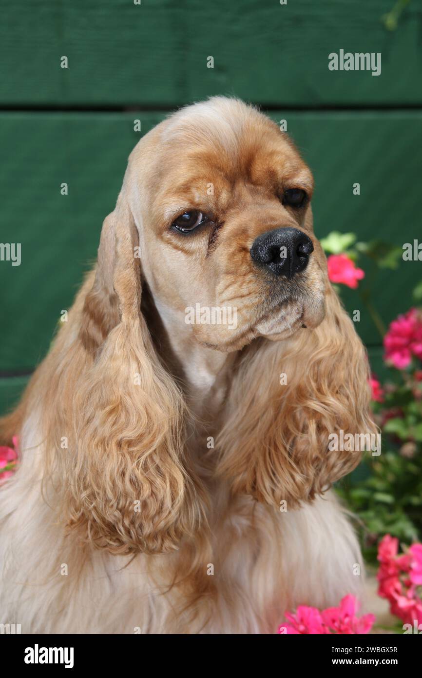 Cocker Spaniel portrait with flowers against a green wall Stock Photo ...