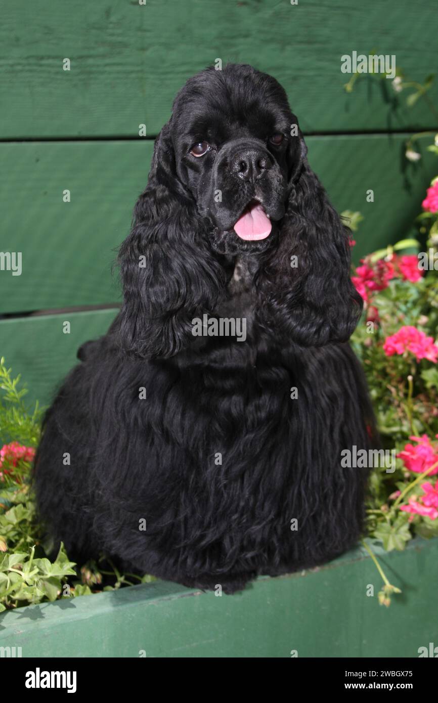 Cocker Spaniel sitting in flower planter box Stock Photo - Alamy