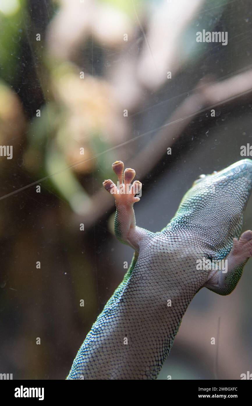 Green Lizard climbing the side of its enclosure Stock Photo - Alamy