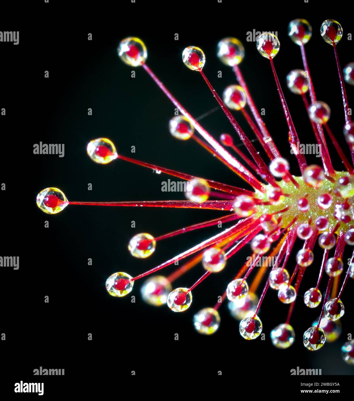 Sundew Drosera capensis leave carnivorous tropical plant close up Stock ...