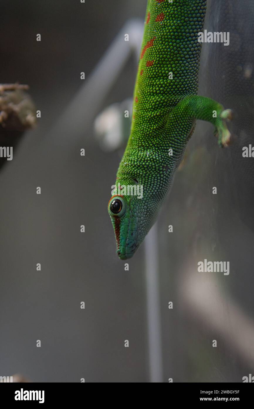 Geico lizard hi-res stock photography and images - Alamy