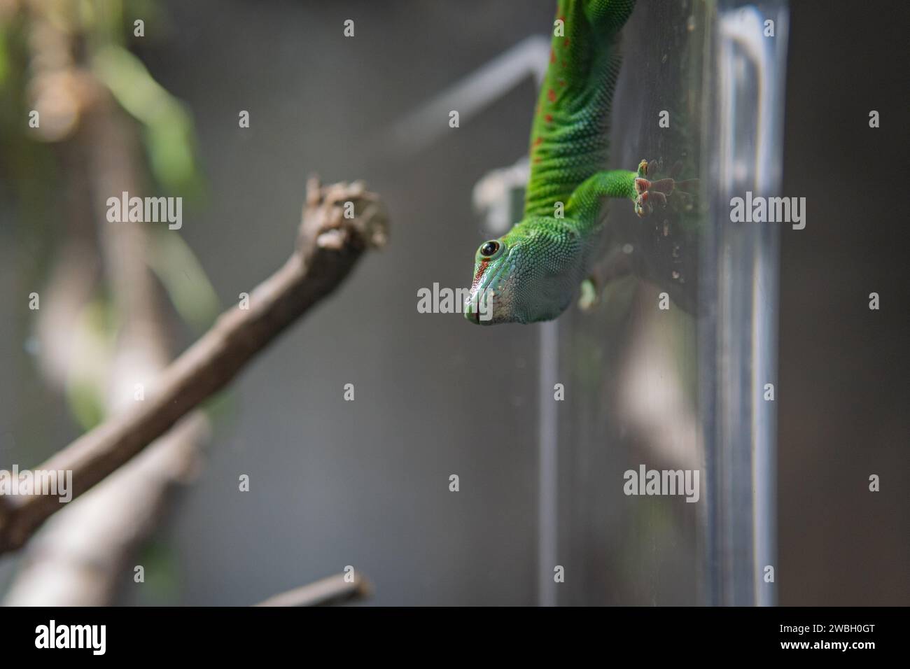 Geico lizard hi-res stock photography and images - Alamy