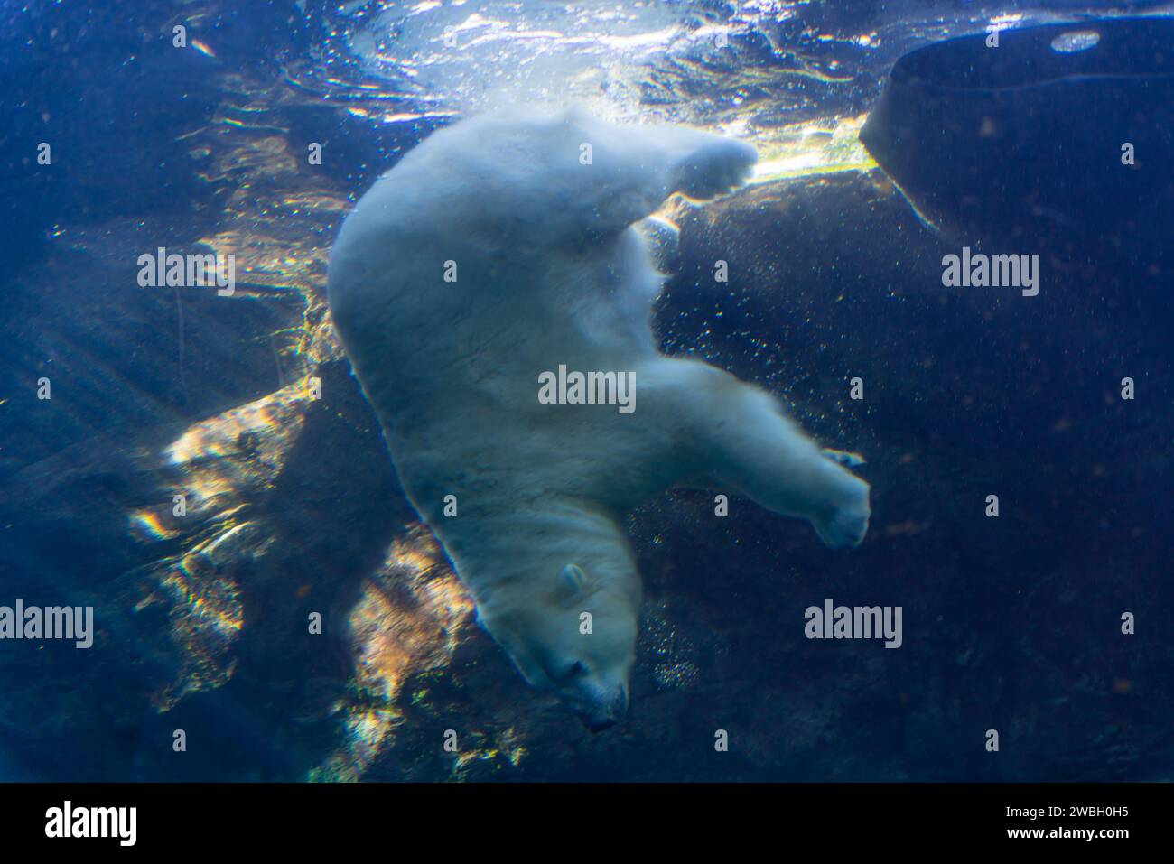 Polar bear in Assiniboine Park Zoo, Winnipeg, Canada Stock Photo - Alamy