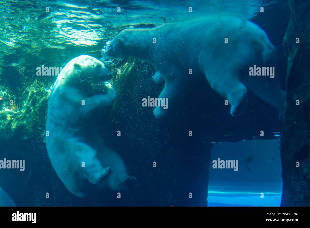 Polar bear in Assiniboine Park Zoo, Winnipeg, Canada Stock Photo - Alamy