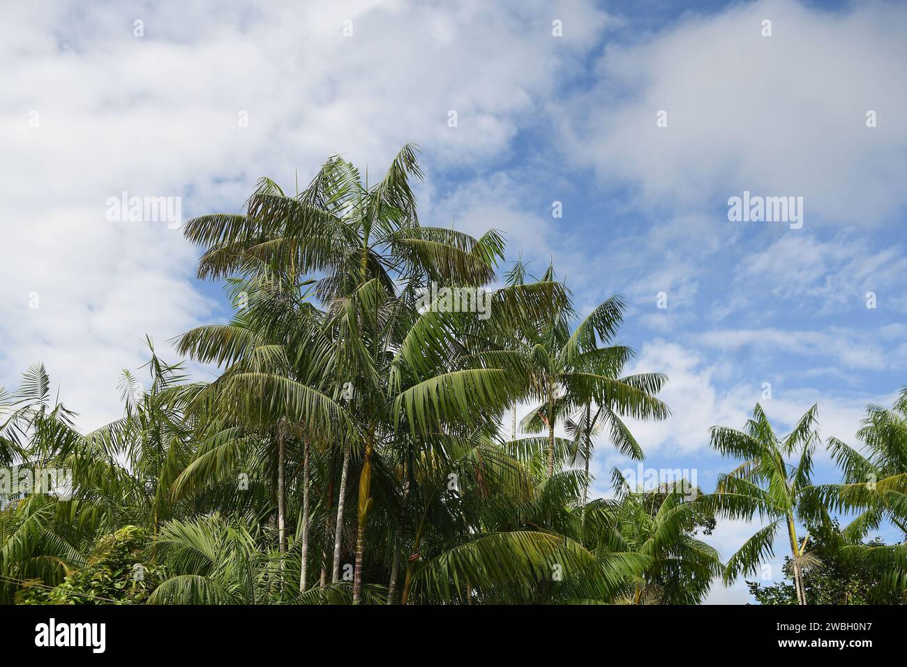 Açaí trees in the northern region of Brazil Stock Photo - Alamy