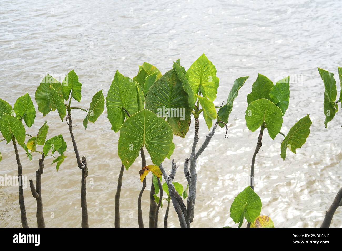 Jarilândia,Amapá,Brazil,November 12, 2022.Vegetation next to the Jari ...