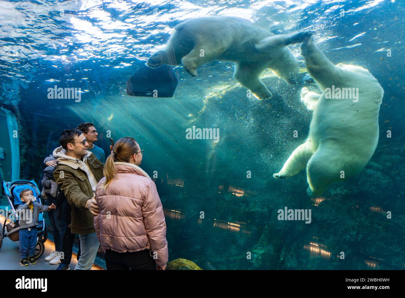 People watching polar bear in Assiniboine Park Zoo, Winnipeg, Canada Stock Photo - Alamy