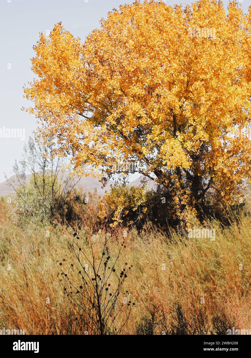 Golden yellow tree at Bosque Del Apache Wildlife Preserve, San Antonio ...