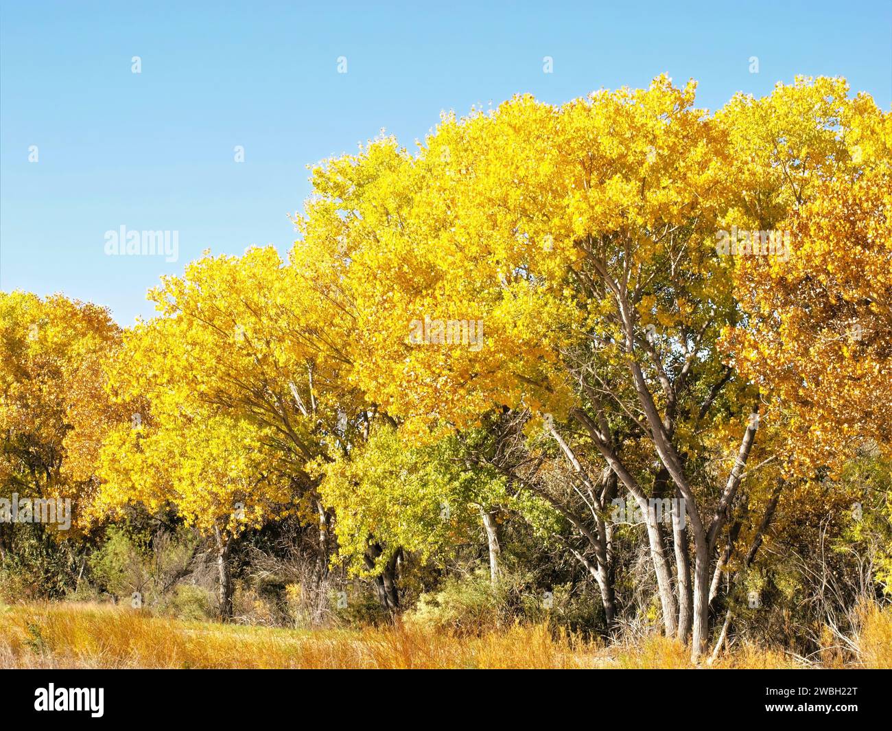 Bosque del apache socorro county hi-res stock photography and images ...