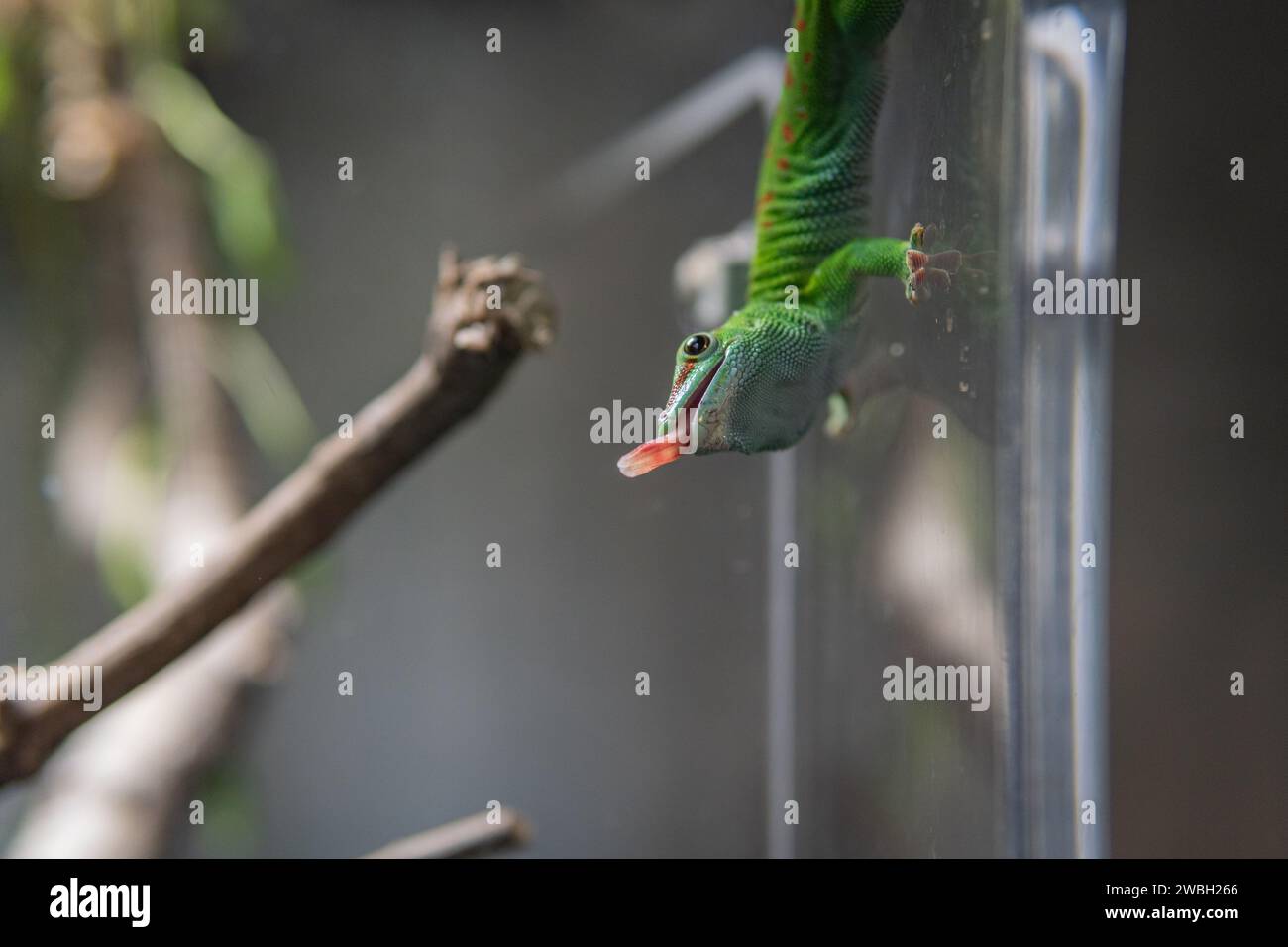 Green Lizard climbing the side of its enclosure Stock Photo - Alamy
