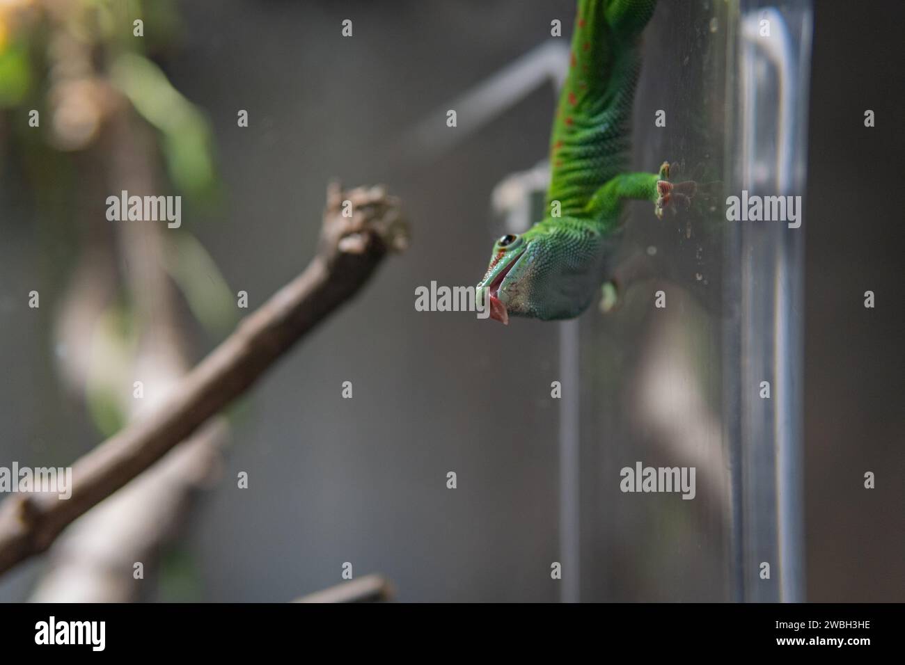 Green Lizard climbing the side of its enclosure Stock Photo - Alamy