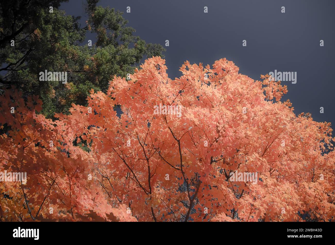 Spectacular fall colors grace the rural lands of Virginia fields in ...