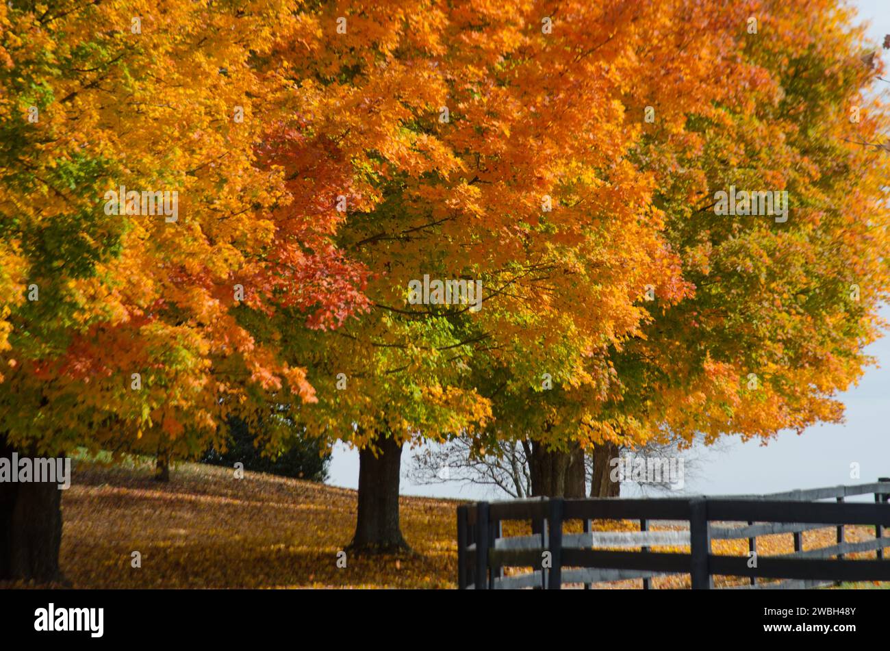 Orange and yellow trees hi-res stock photography and images - Alamy