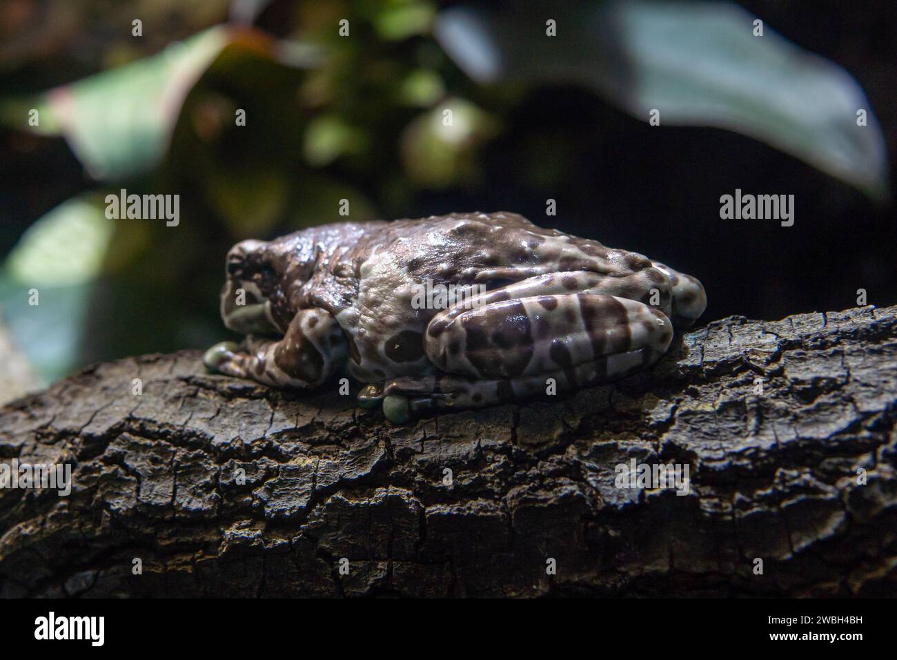 Spotted Toad on a Log Stock Photo - Alamy