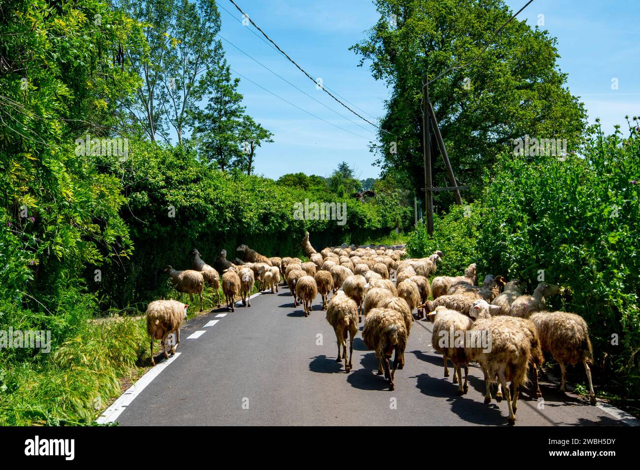 Sarda sheep hi-res stock photography and images - Alamy