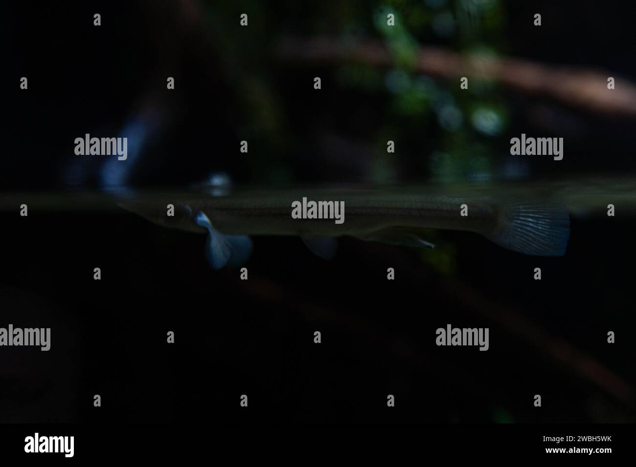 Four eyed anableps hi-res stock photography and images - Alamy