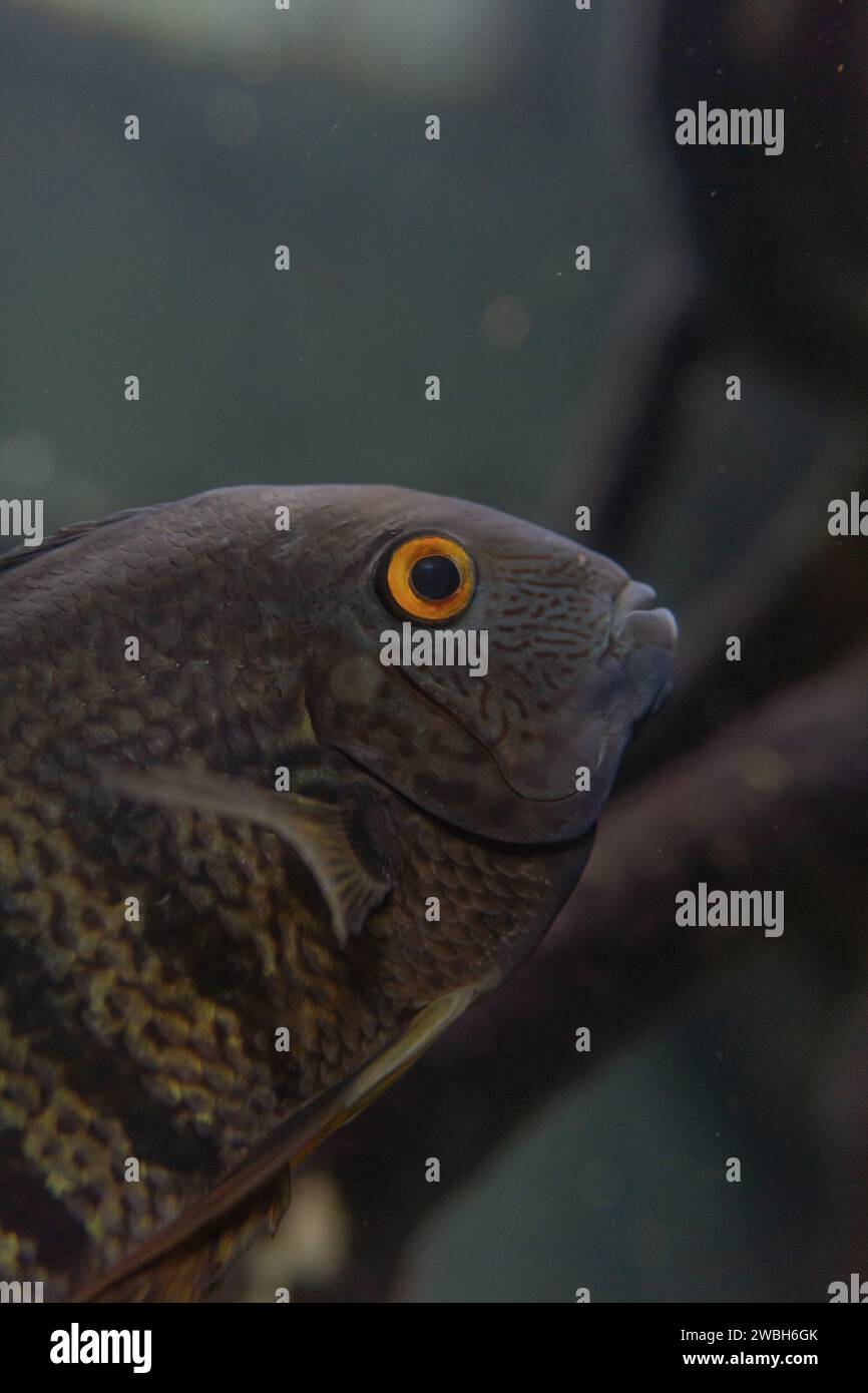 Gray Fish with Orange eyes Stock Photo - Alamy