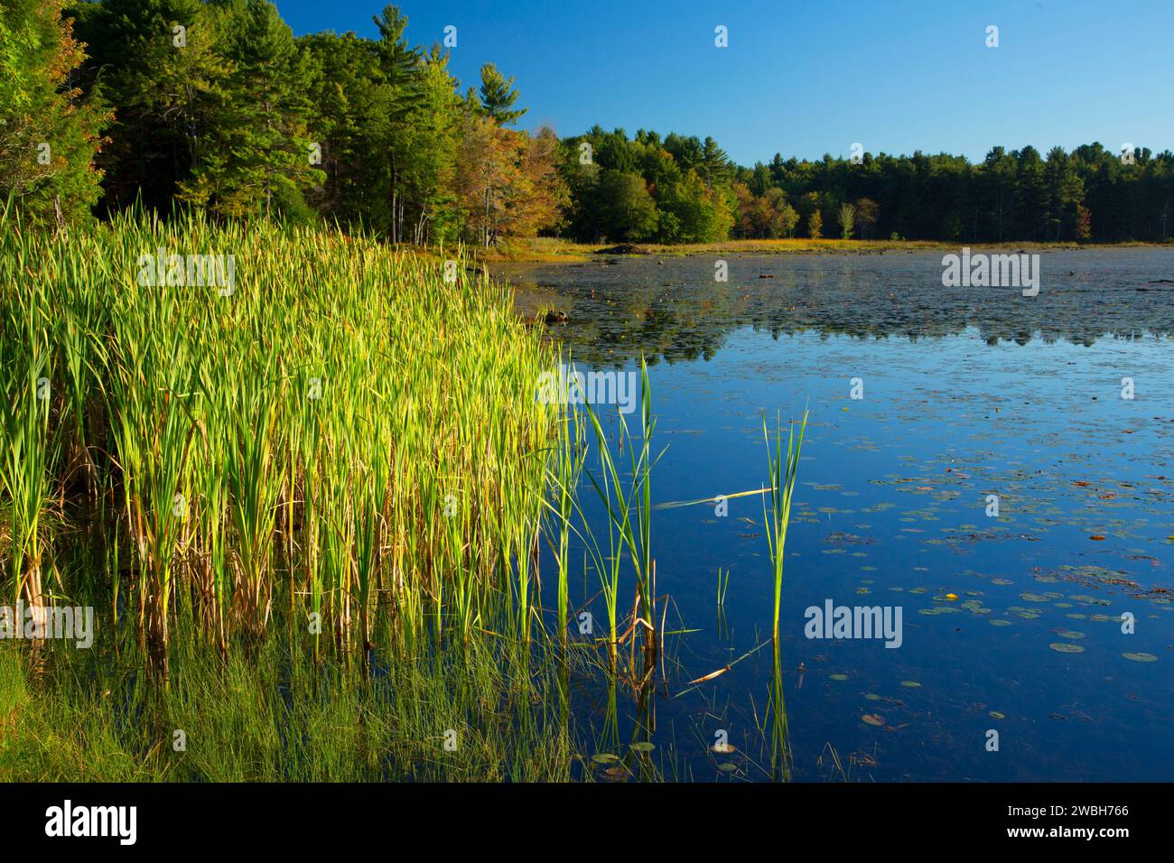 Thousand Acre Pond, Thousand Acre Pond Access Site, Massachusetts Stock ...