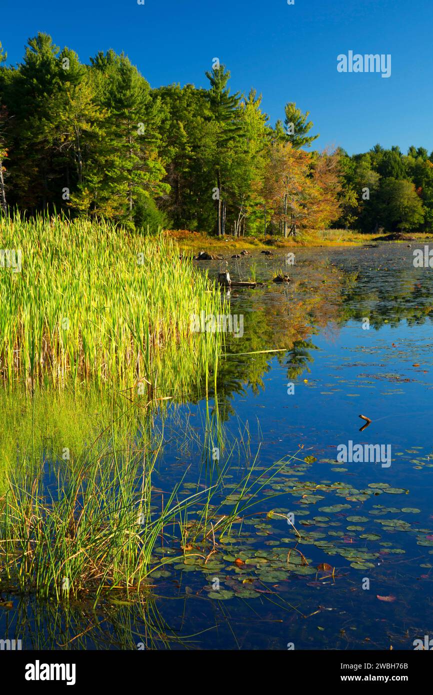 Thousand Acre Pond, Thousand Acre Pond Access Site, Massachusetts Stock ...