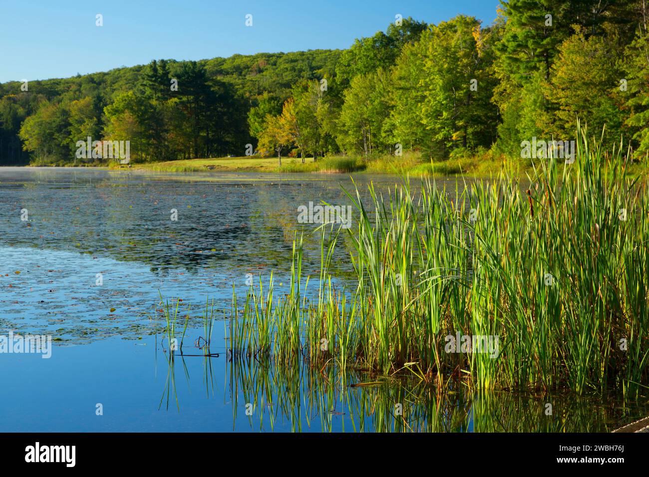 Thousand Acre Pond, Thousand Acre Pond Access Site, Massachusetts Stock ...