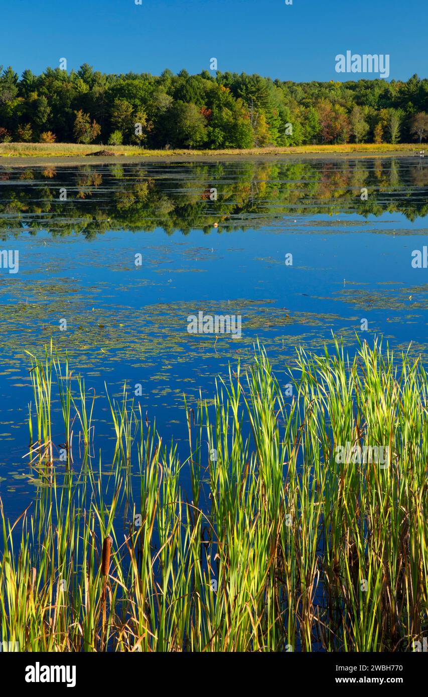 Thousand Acre Pond, Thousand Acre Pond Access Site, Massachusetts Stock ...