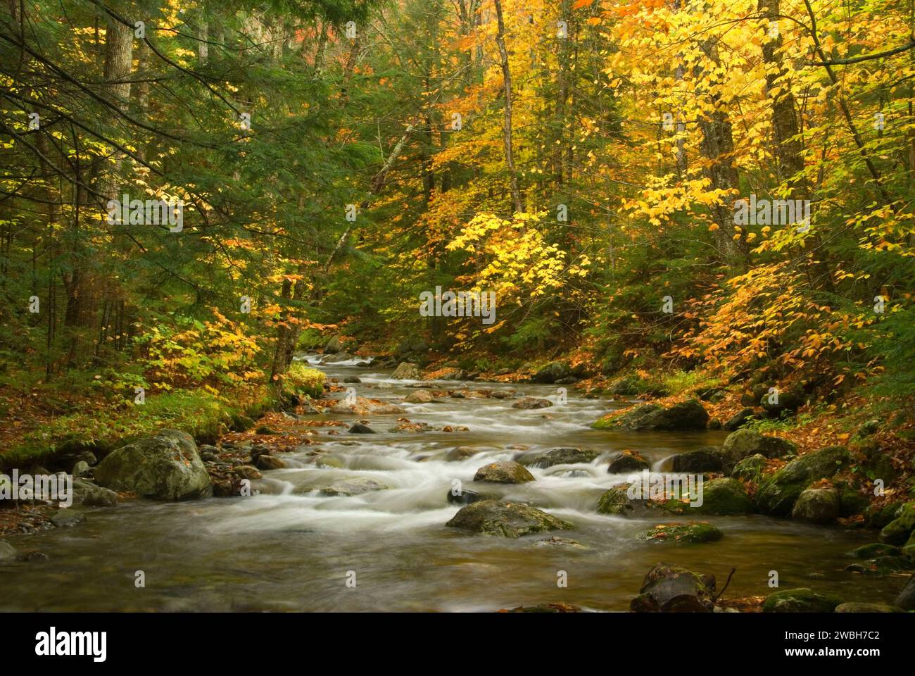 Hancock Branch of the White River along Hancock Branch Trail, Texas ...