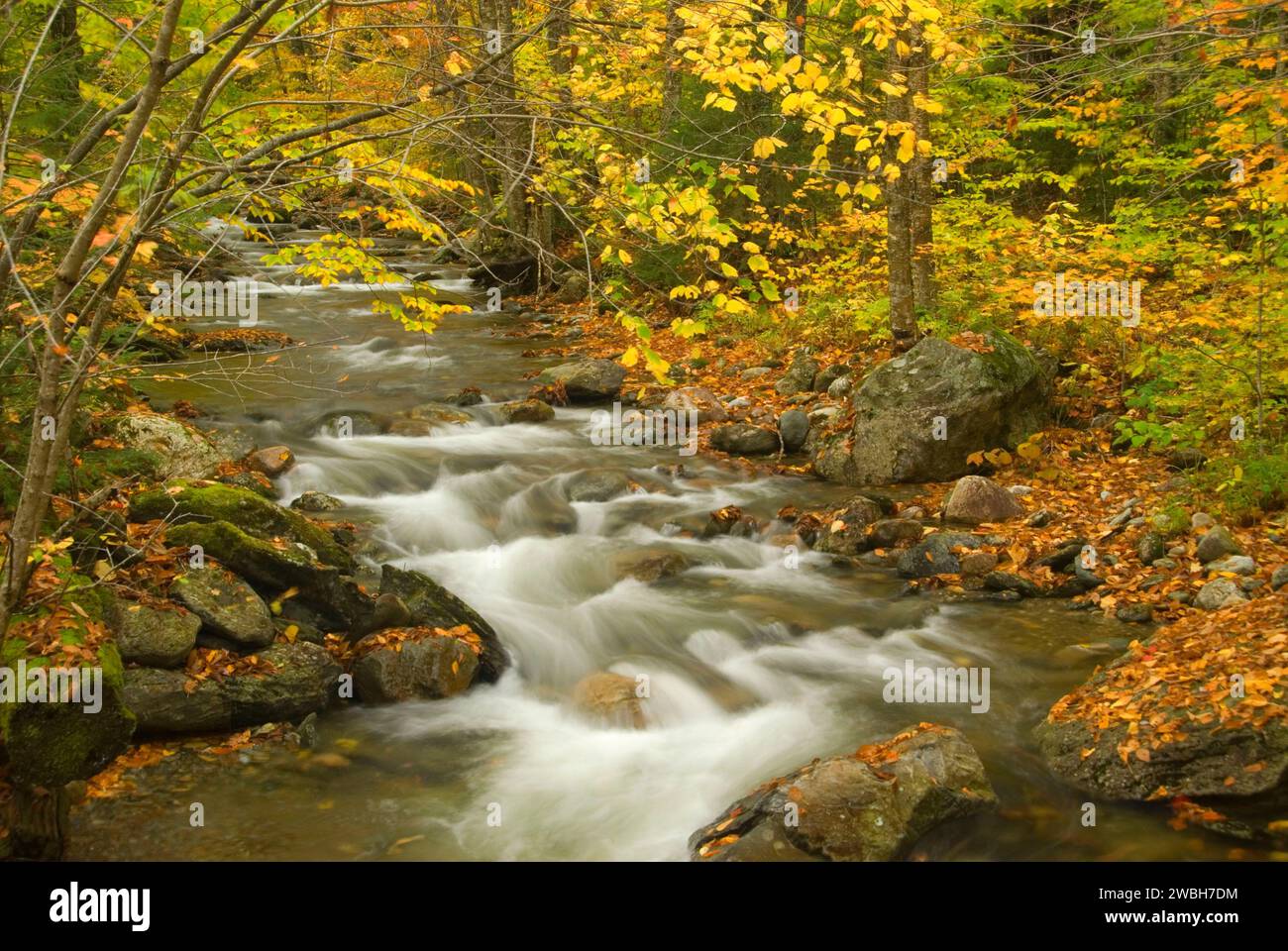 Hancock Branch of the White River along Hancock Branch Trail, Texas ...
