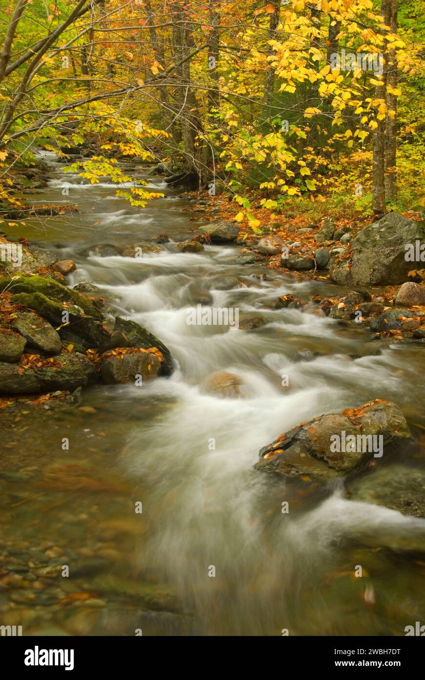 Hancock Branch of the White River along Hancock Branch Trail, Texas ...