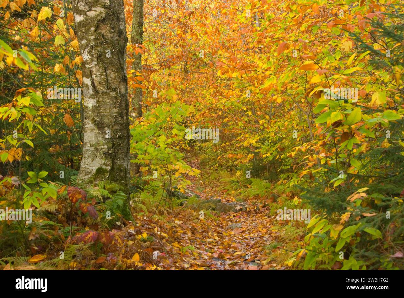 Silent Cliff Trail, Breadloaf Wilderness, Green Mountain National ...