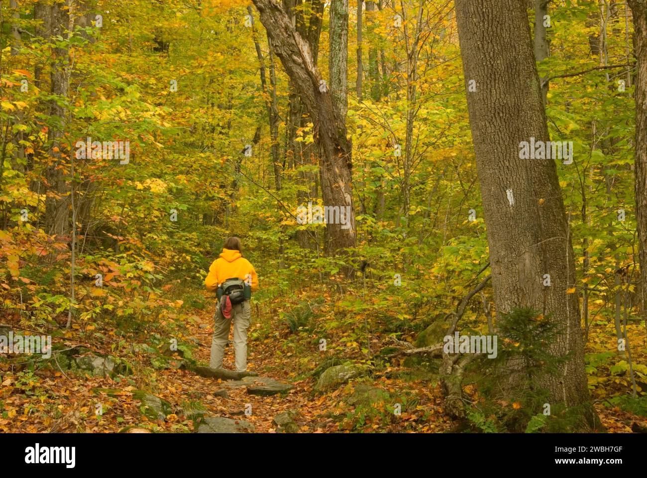 Appalachian Trail, Green Mountain National Forest, Vermont Stock Photo ...