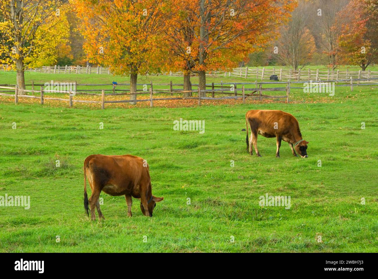 Marsh billings vermont hi-res stock photography and images - Alamy