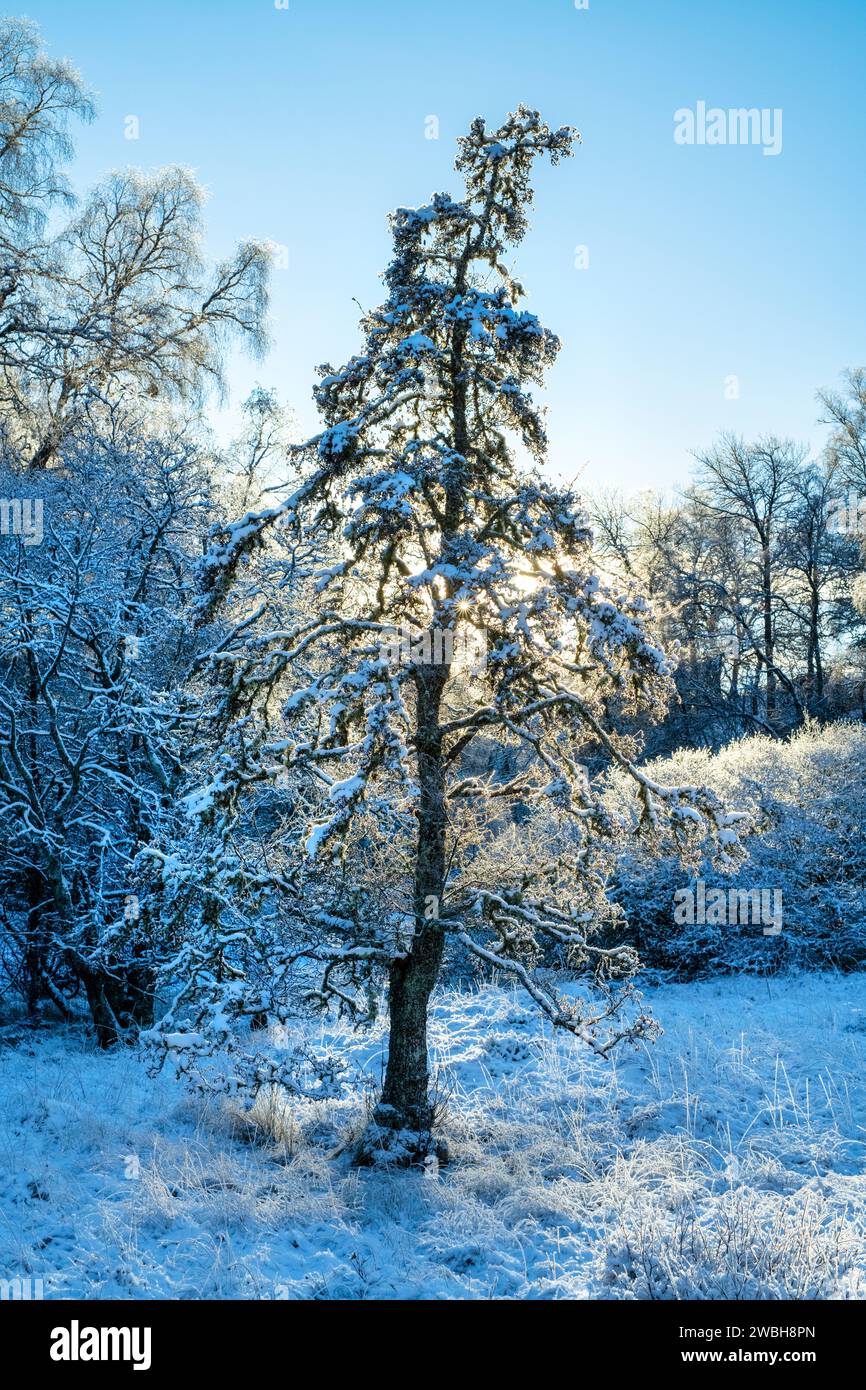Frost and snow covered trees in the scottish countryside. Glen Brown ...
