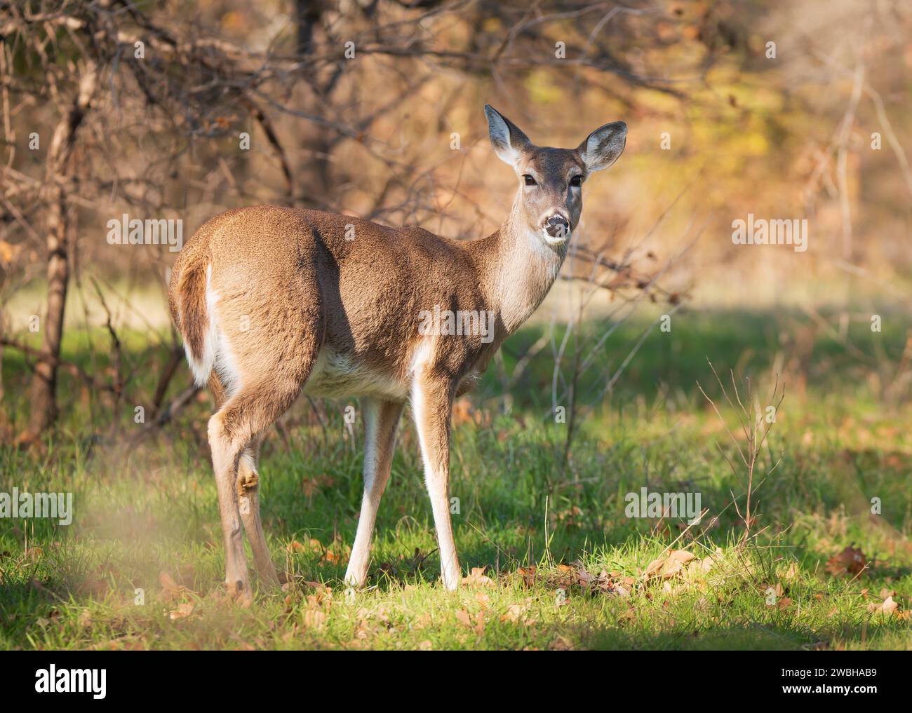 Texas doe hi-res stock photography and images - Alamy