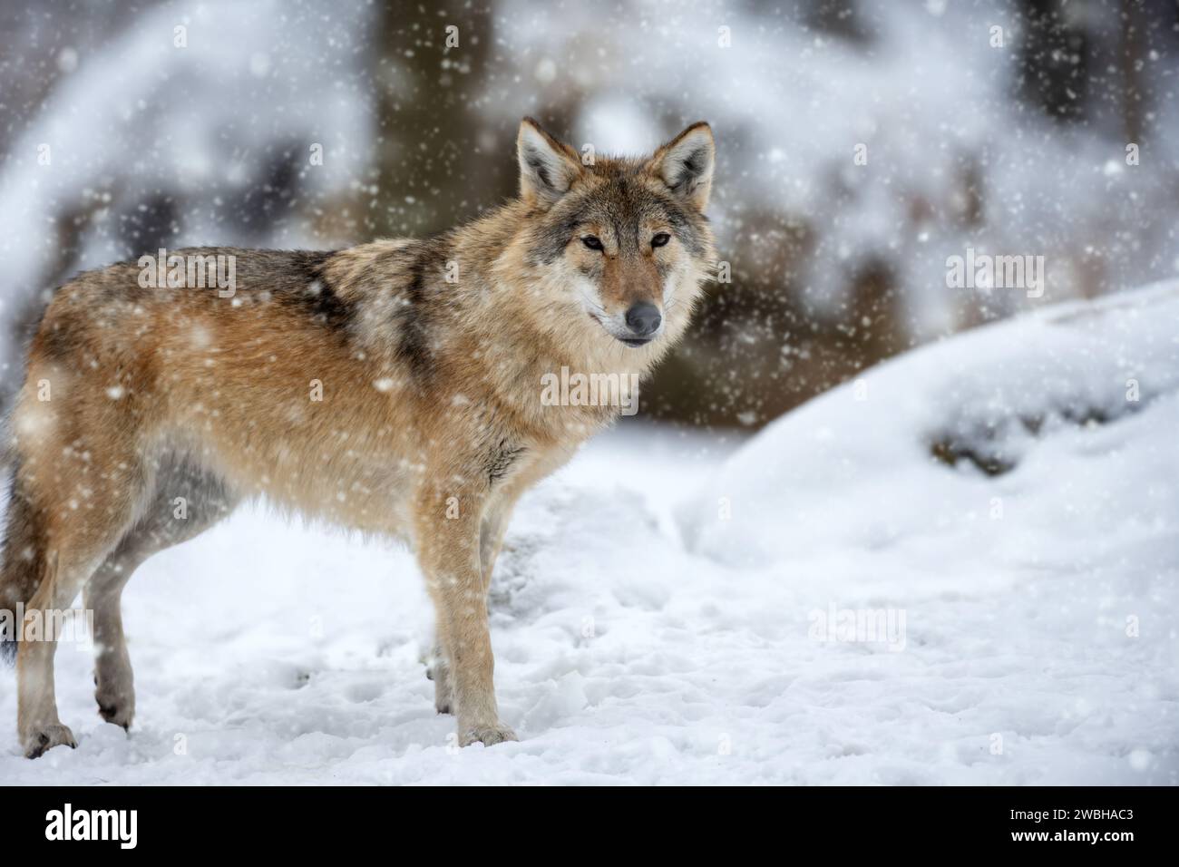 Beast forest wolf hi-res stock photography and images - Alamy