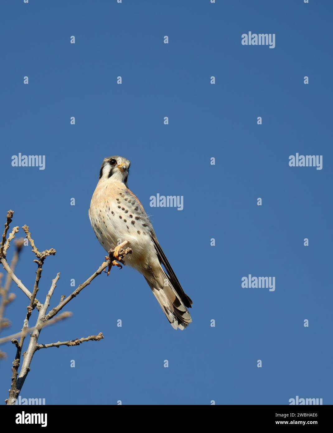 American Kestrel (Falco sparverius), aka the sparrow hawk perched on a ...