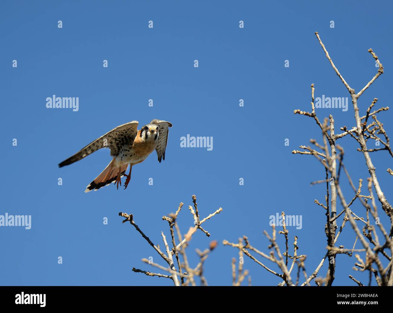 American Kestrel (Falco sparverius), aka Sparrow Hawk hovering over tree top branches in Texas ...