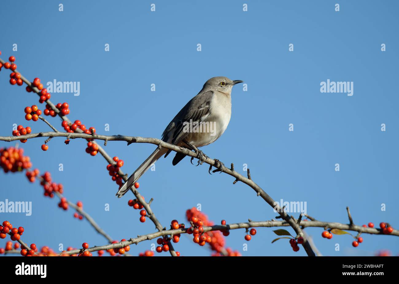Northern Mockingbird (Mimus polyglottos) perched on a holly tree branch ...
